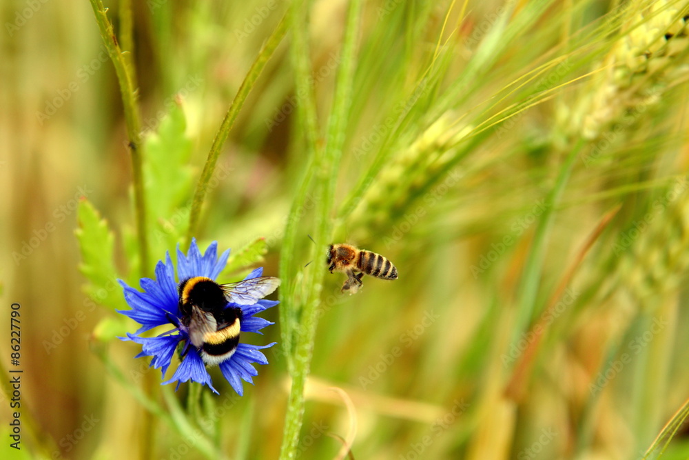 Feld, Kornblume mit Biene und Hummel Stock-Foto | Adobe Stock