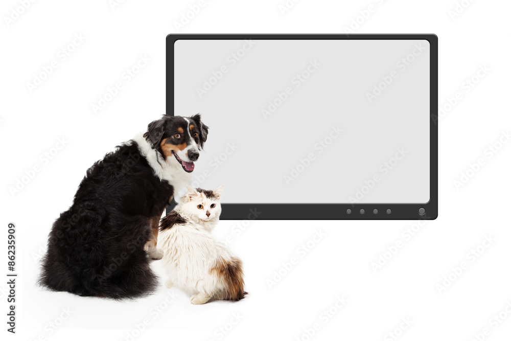 Dog and Cat In Front Of Blank Monitor Stock-Foto | Adobe Stock