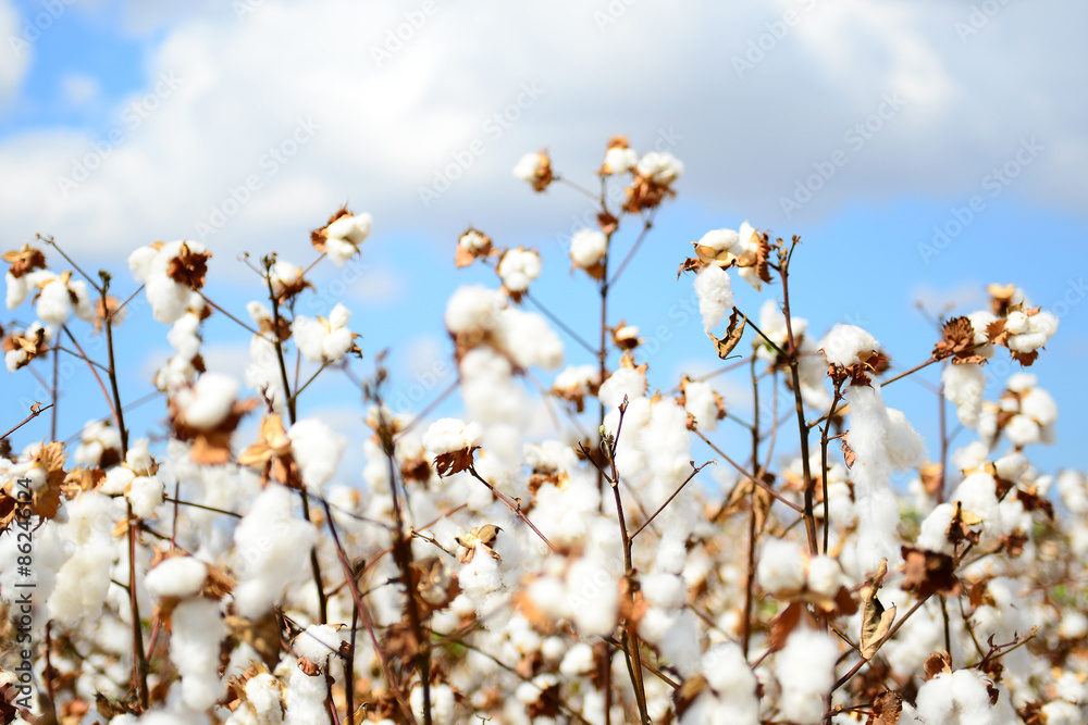 Cotton field Stock Photo | Adobe Stock