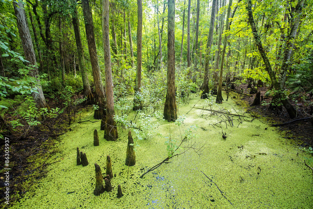 Lush green swamp and tropical forest scene. The sun is peaking through ...
