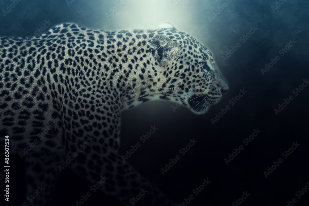 Digital photo manipulation of a Sri lankan leopard. Soft focus effect ...