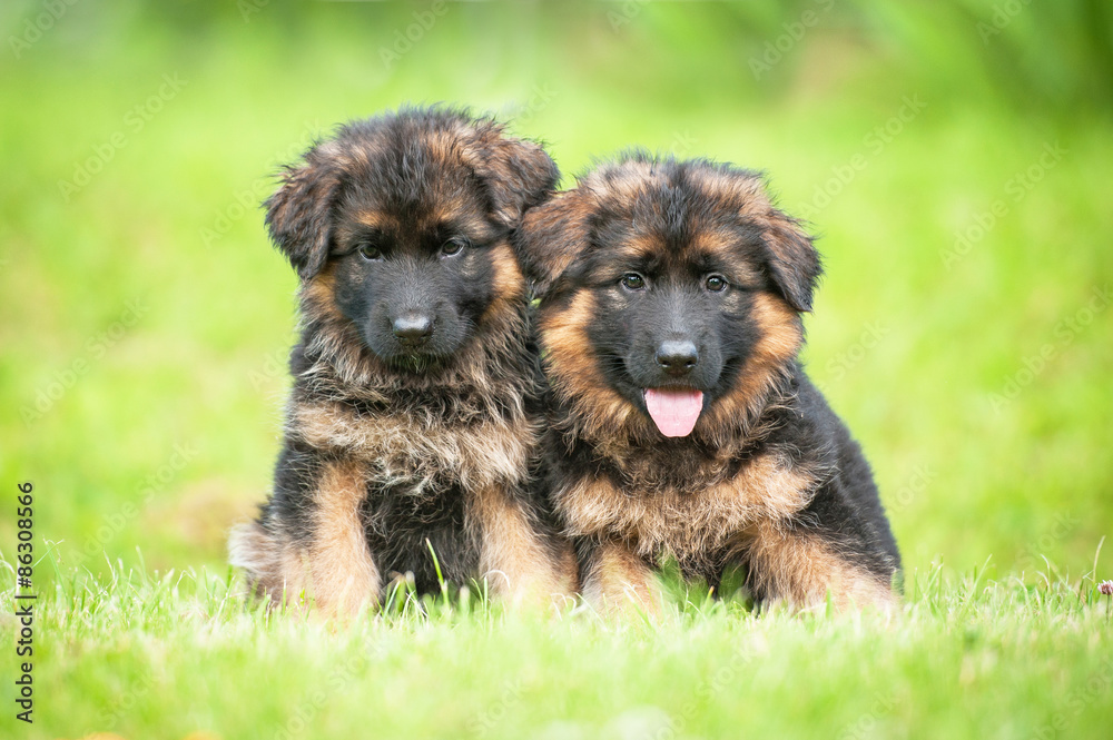 Two little german shepherd puppies sitting on the lawn Stock Photo ...