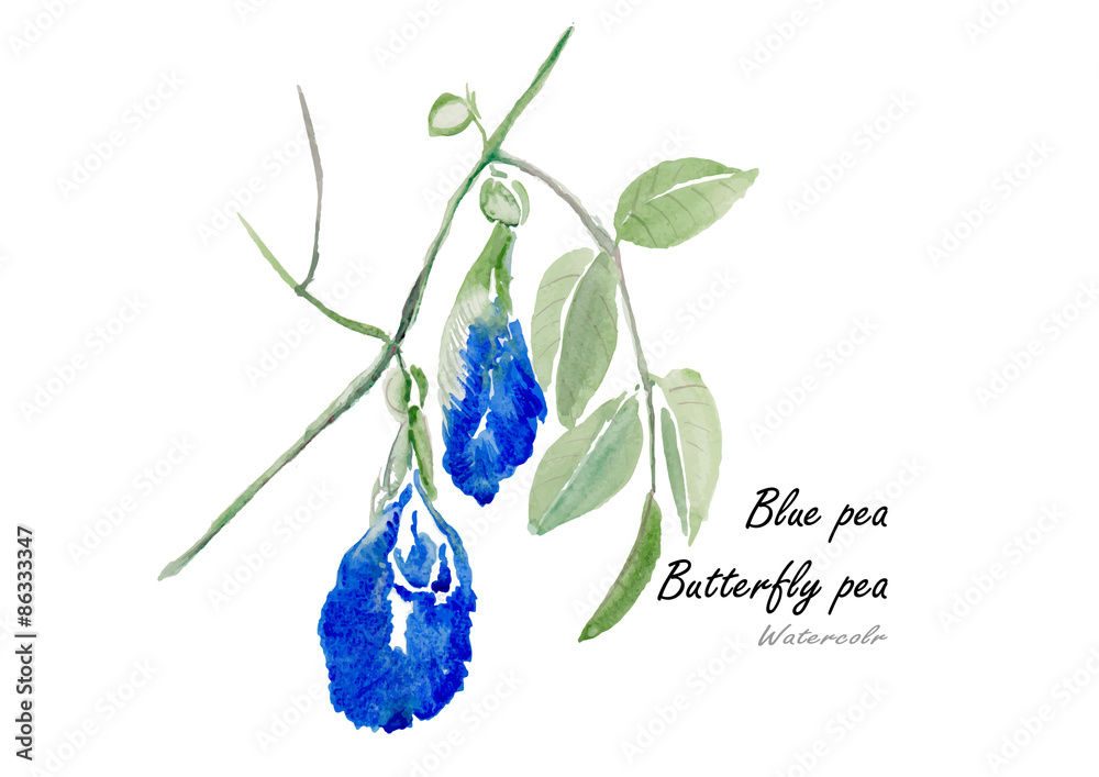 Butterfly pea.Hand drawn watercolor painting on white background.Vector ...