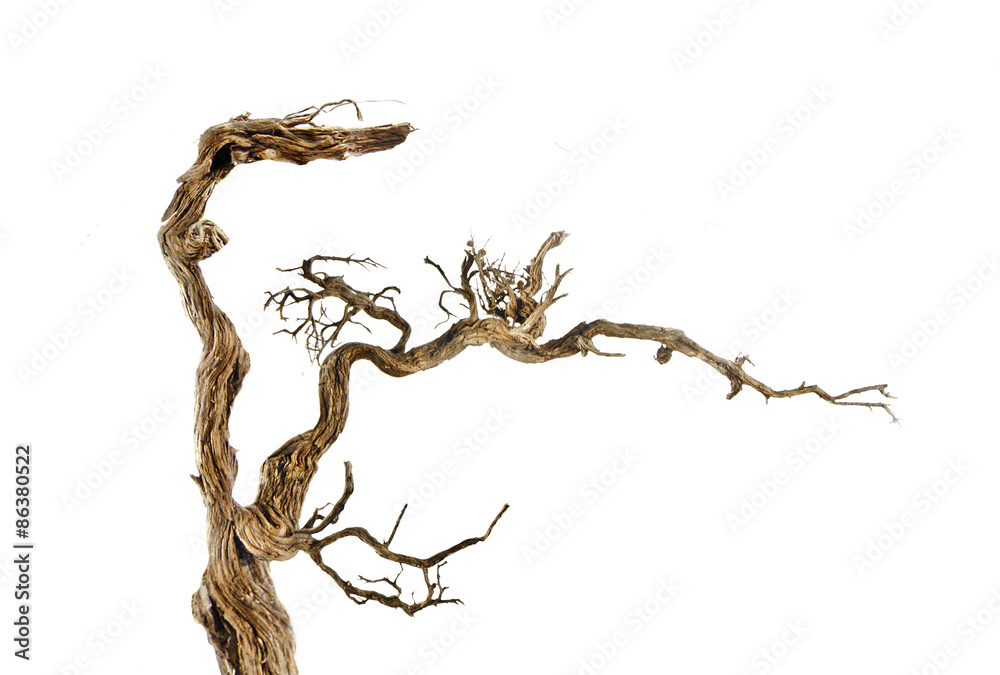 Dry branch Stock Photo | Adobe Stock