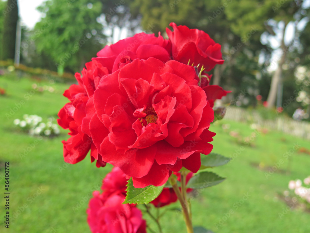 rosas rojas Stock Photo | Adobe Stock