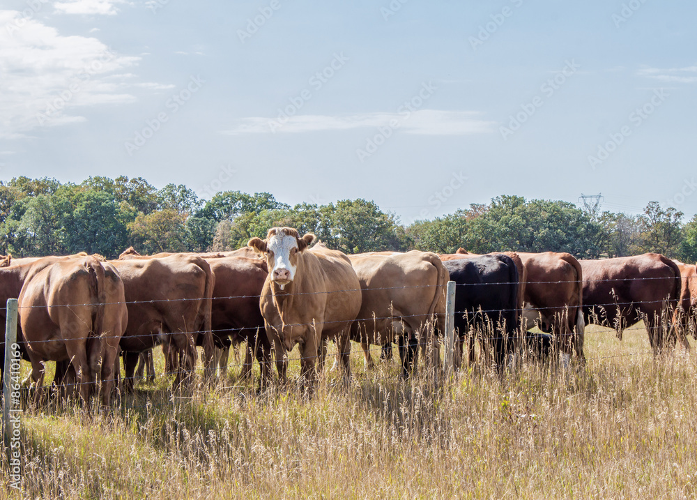 horizontal image of a herd of cows with their backside to the camera ...