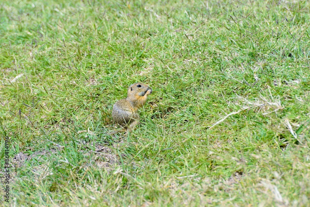 Pocket gophers, commonly referred to as gophers Stock Photo | Adobe Stock