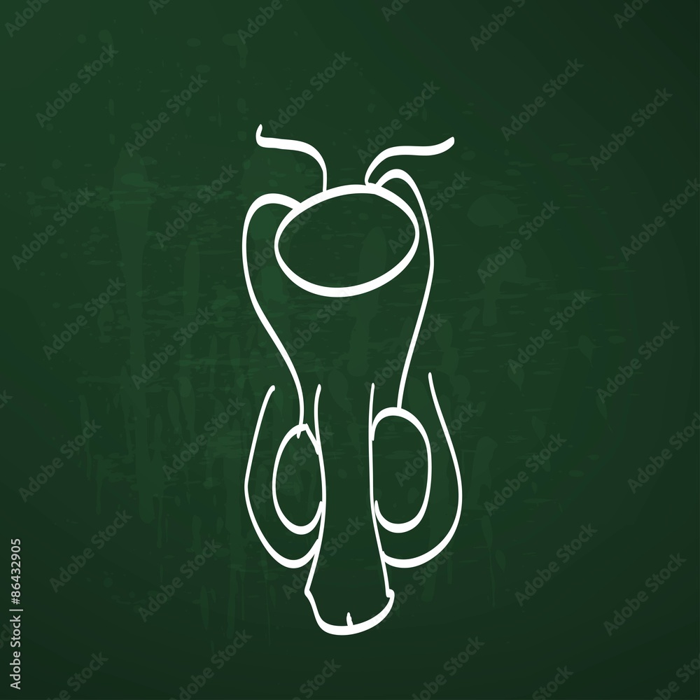Male reproductive system sketch Stock Vector | Adobe Stock
