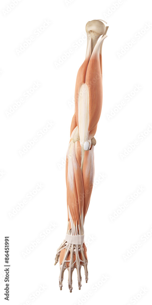 medical accurate illustration of the arm muscles Stock Illustration ...