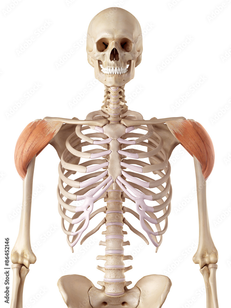 Poster medical accurate illustration of the deltoid – Wall Art | UkPosters