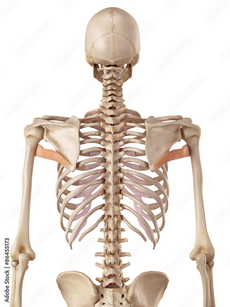 Poster medical accurate illustration of the teres major – Wall Art ...