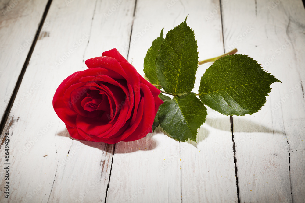 Red rose, soft focus Stock Photo | Adobe Stock
