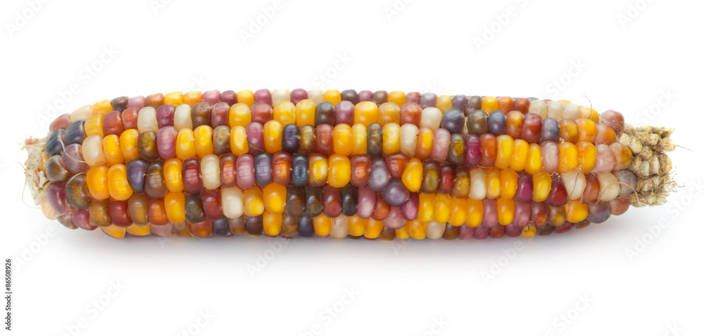 multicolored ear of Indian corn on white background Stock Photo | Adobe ...
