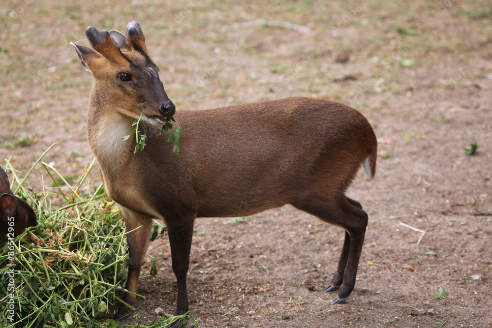 Chinese muntjac (Muntiacus reevesi), also known as the Reeves's Stock ...