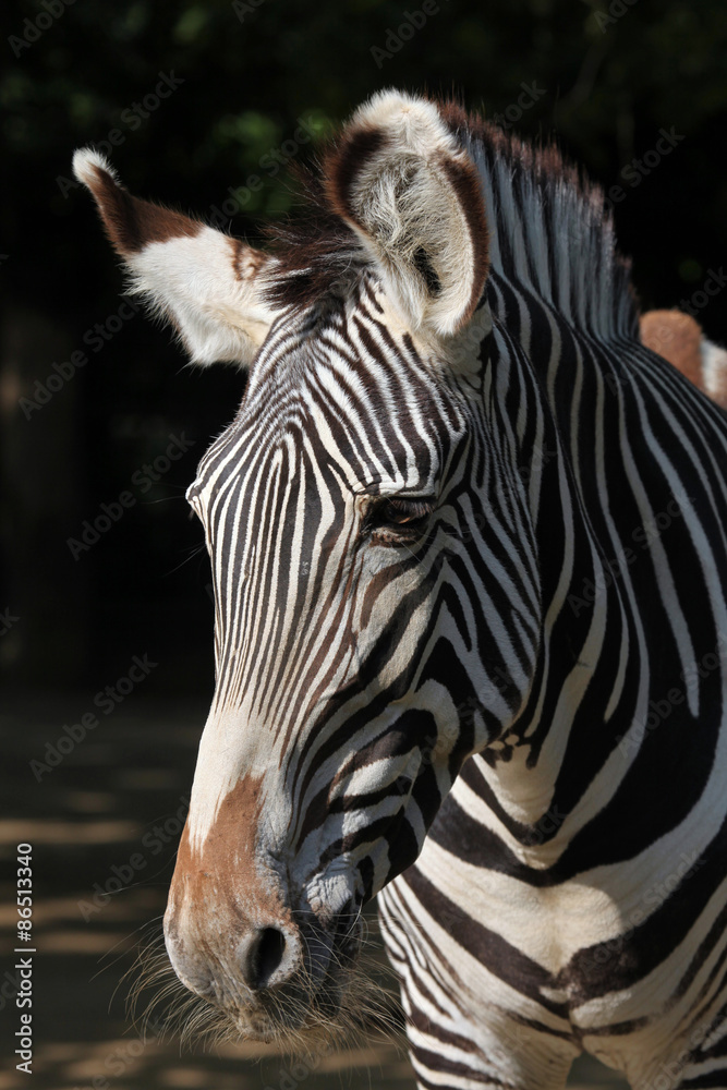Foto de Grevy's zebra (Equus grevyi), also known as the imperial zebra ...