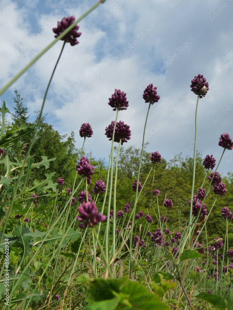 Wilder Lauch auf Wiese Stock-Foto | Adobe Stock