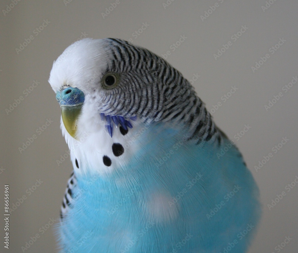 Male Blue Parakeet