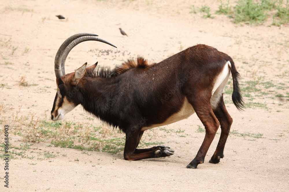 Sable antelope (Hippotragus niger), also known as the black ante Stock ...