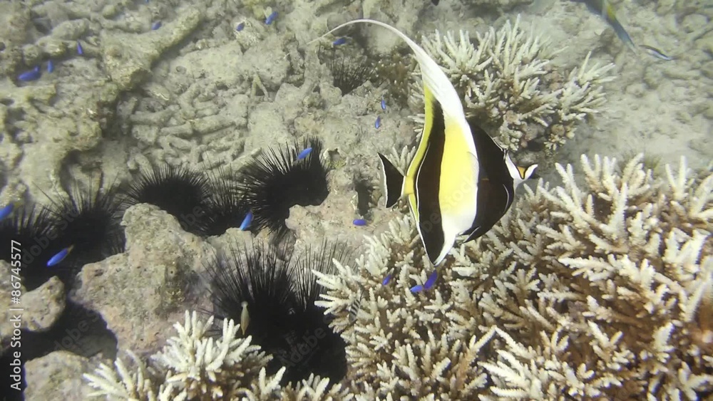 Vidéo Stock Poissons tropicaux et coraux dans l'océan indien | Adobe Stock