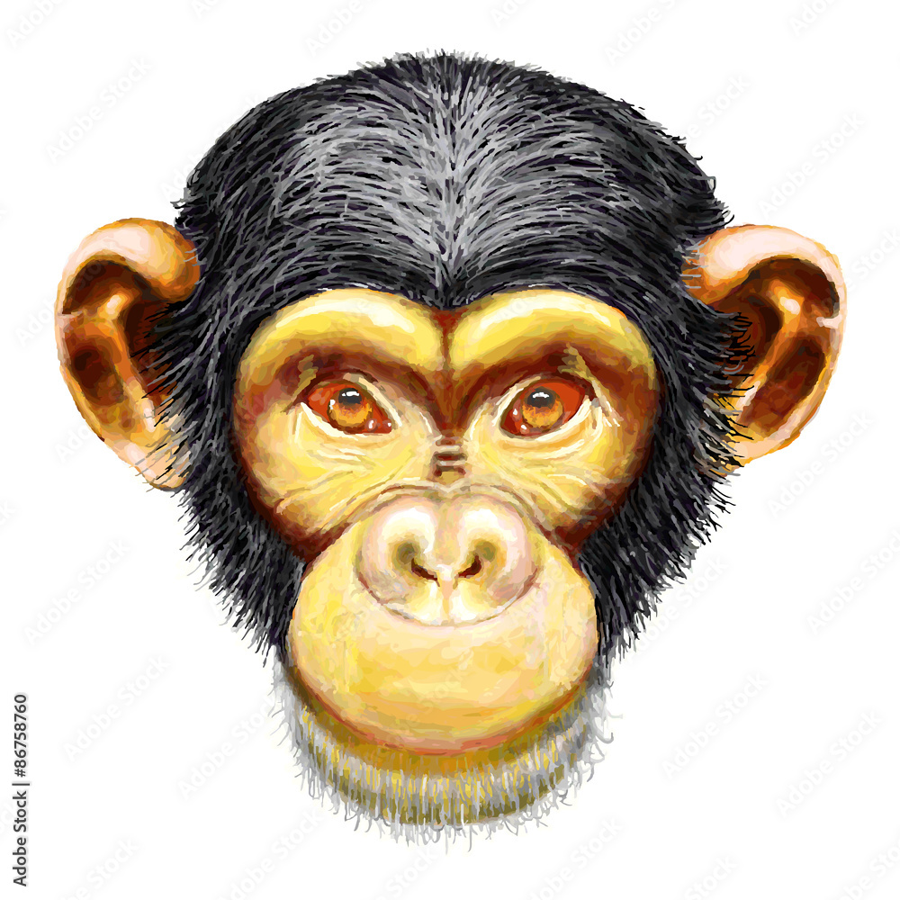Chimpanzee Head Images