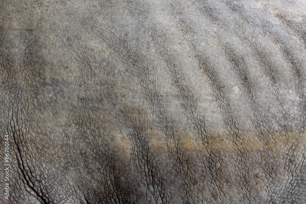 Rhino (white rhinoceros) skin texture. Stock Photo | Adobe Stock