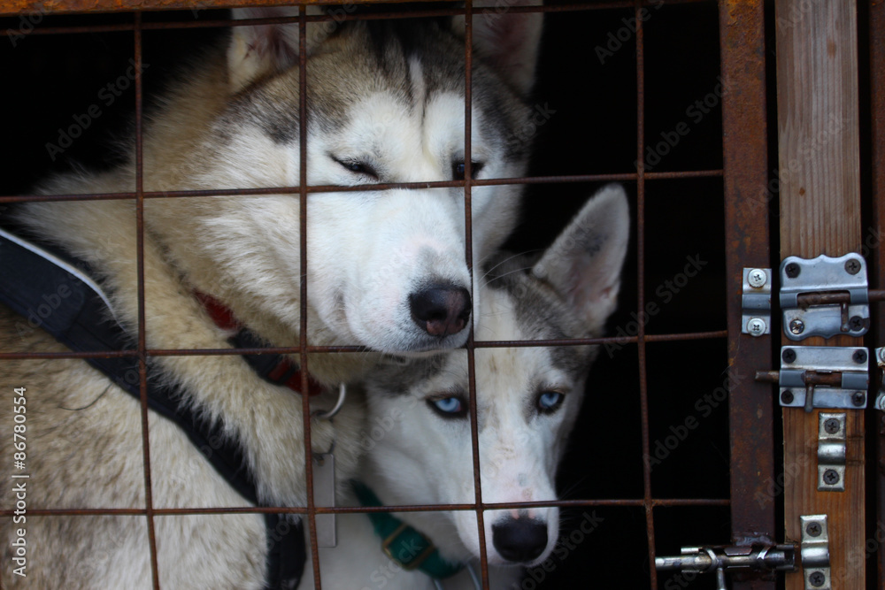 Two Siberian husky in a cage. Dog's transportation. Stock Photo | Adobe ...