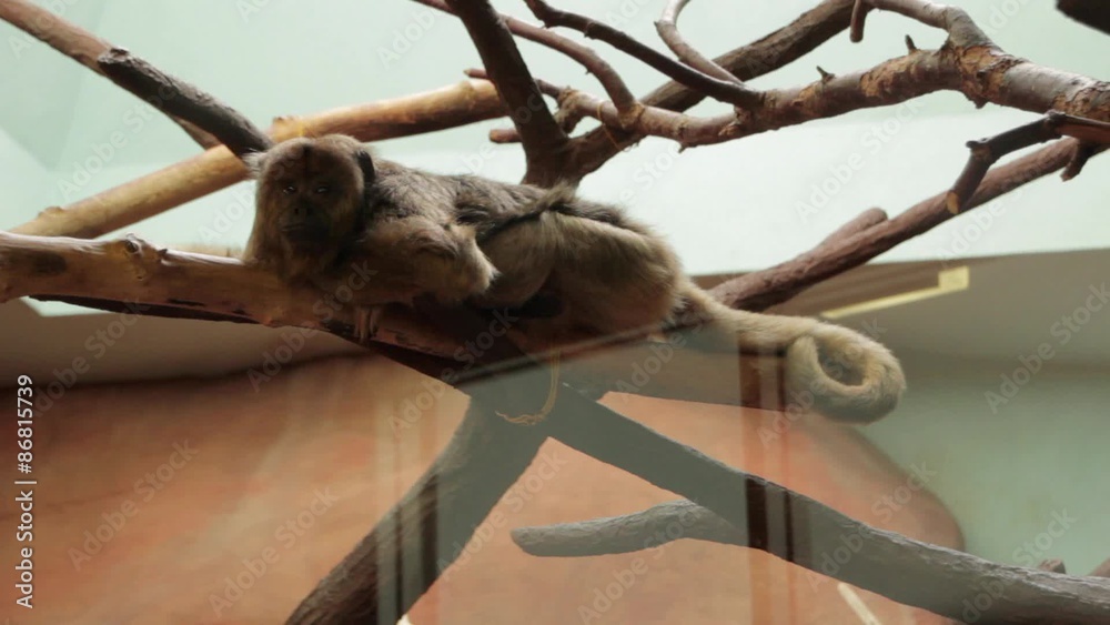 Monkey behind glass Stock Video | Adobe Stock