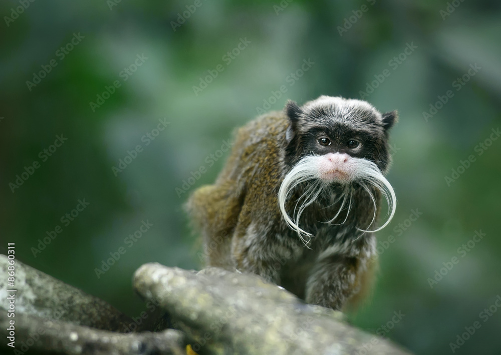 Emperor tamarin monkey with funny mustache Stock-Foto | Adobe Stock
