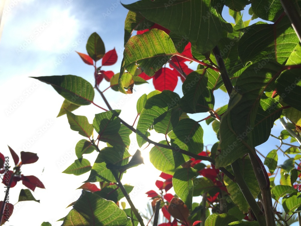 Sunlight through leaves Stock Photo | Adobe Stock