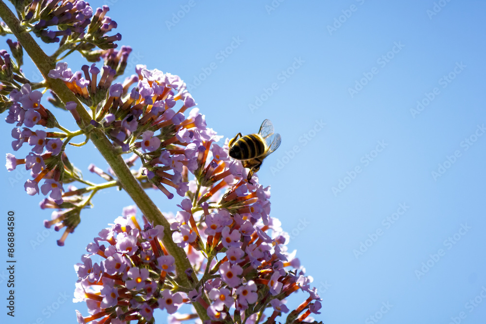 Abeja polinizando en las flores lilas y en la flor de la castaña ...