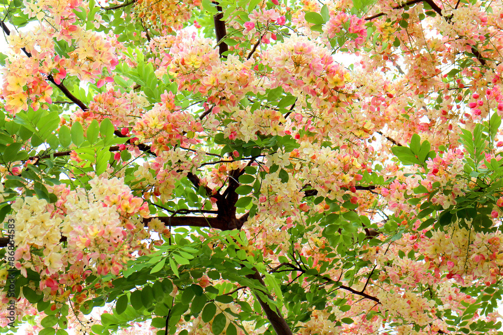 Pink Shower Tree Cassia Javanica