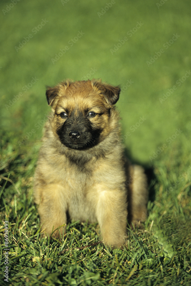 Harzer Fuchs (Harz Fox) (Canidae),portraet, German dog breed Stock ...
