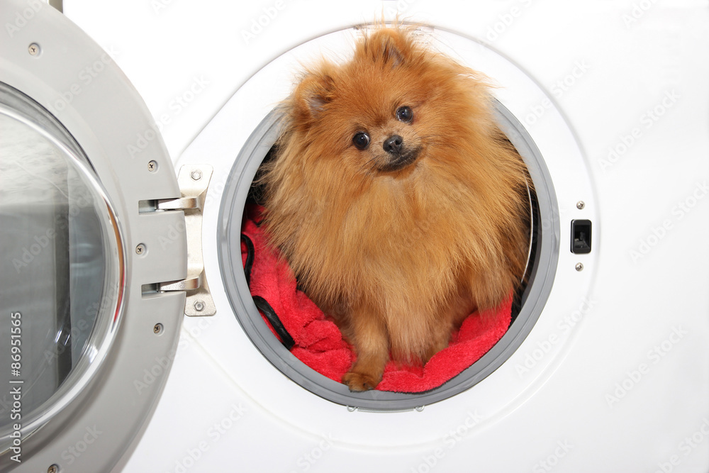 Dog sitting in a washing machine. Pomeranian orange spitz on white ...