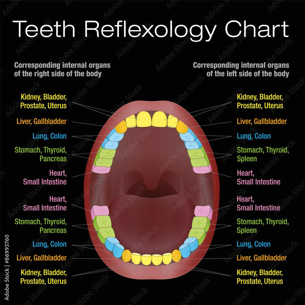 Teeth reflexology chart - alternative dental health care of permanent ...