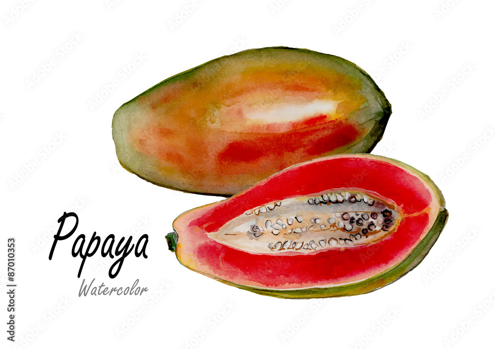 Papaya.hand drawn watercolor painting on white background.Vector ...