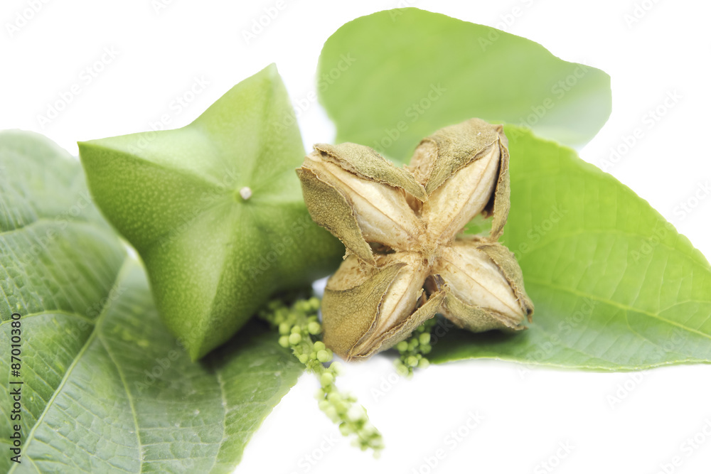 Sacha-Inchi peanut,capsule seeds fruit of sacha-Inchi peanut Stock ...