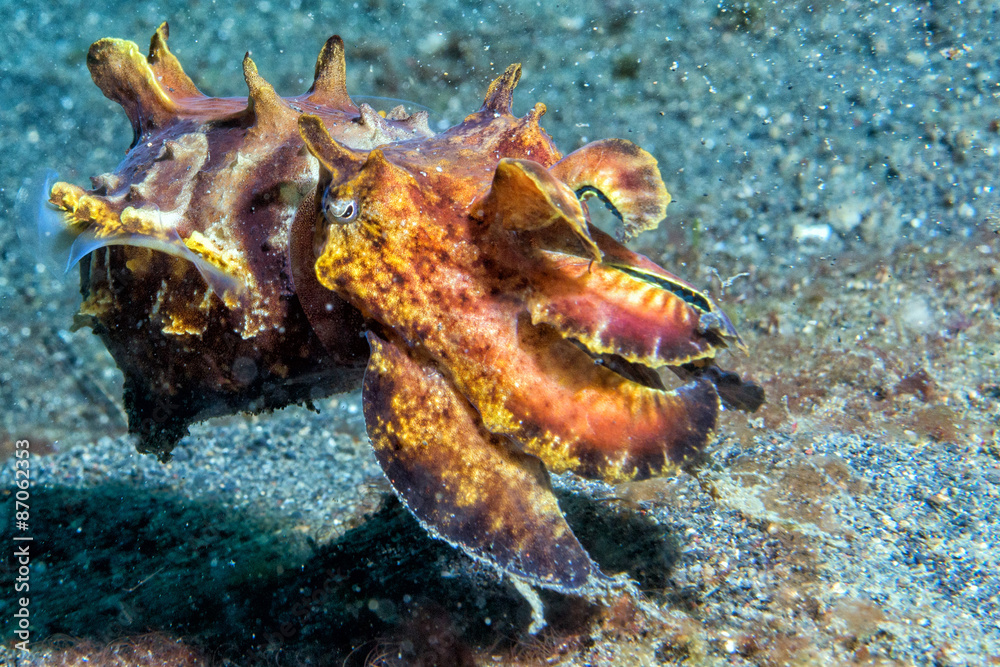 colorful squid cuttlefish flamboyant underwater Stock Photo | Adobe Stock