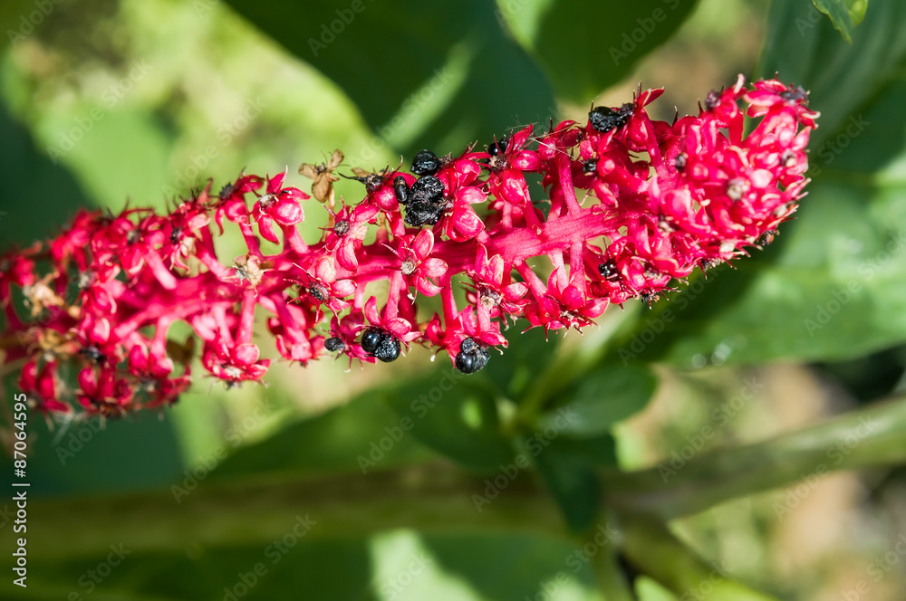 Foto de Phytolacca Acinosa, also called pokeweeds, pokebush, pokeberry ...