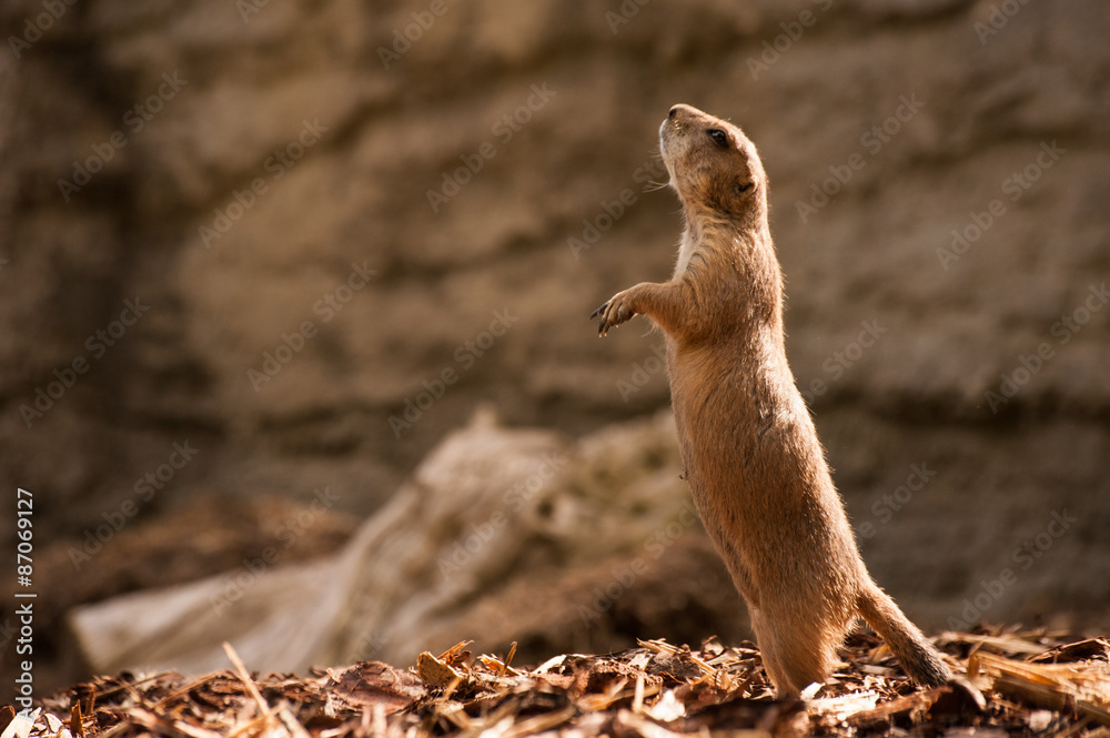 Standing and watching Gopher something Stock Photo | Adobe Stock