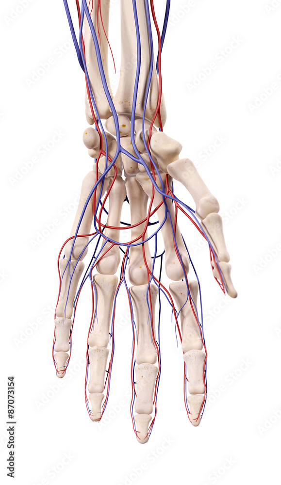 medical accurate illustration of the hand blood vessels Stock ...