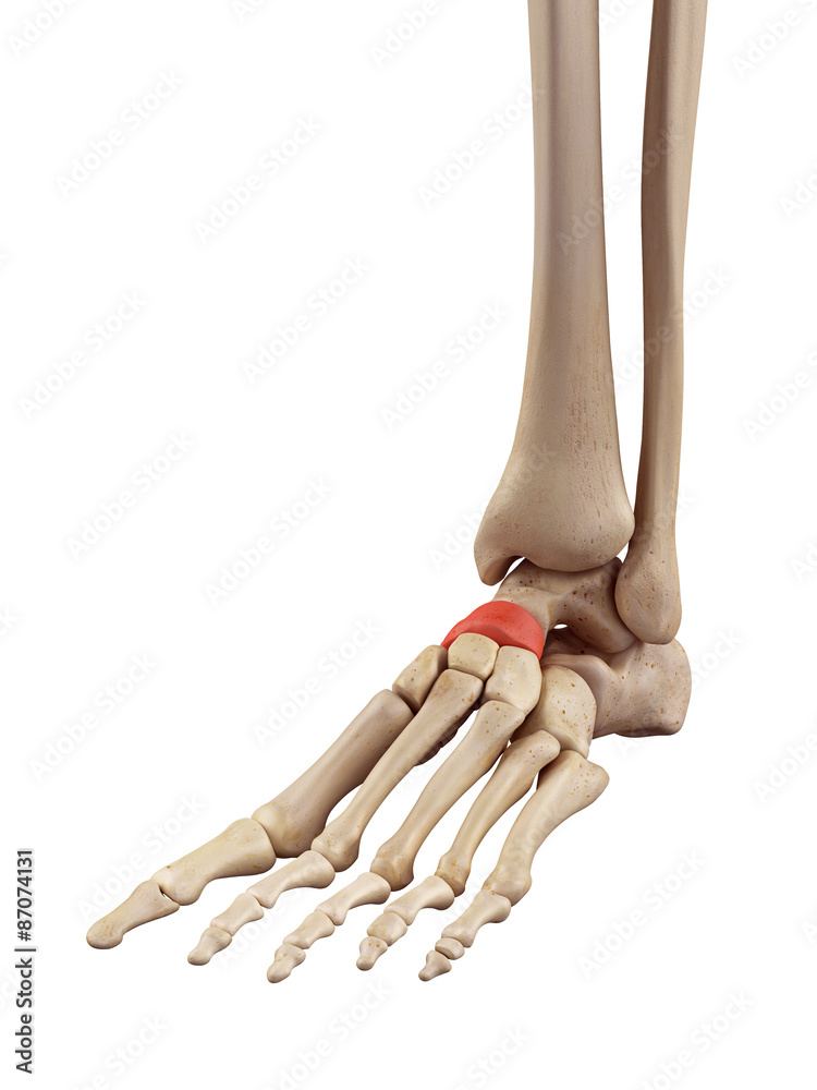 medical accurate illustration of the intermediate navicular bone Stock ...