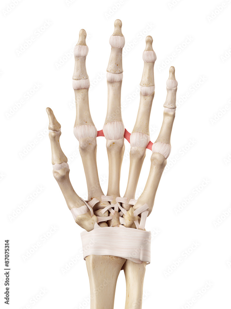 medical accurate illustration of the deep transverse metacarpal ...