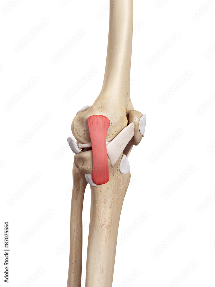 medical accurate illustration of the tibial collateral ligament Stock ...