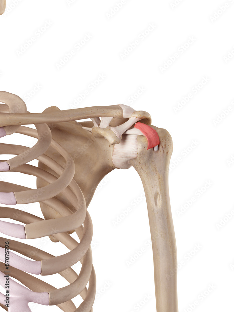 medical accurate illustration of the transverse humeral ligament Stock ...