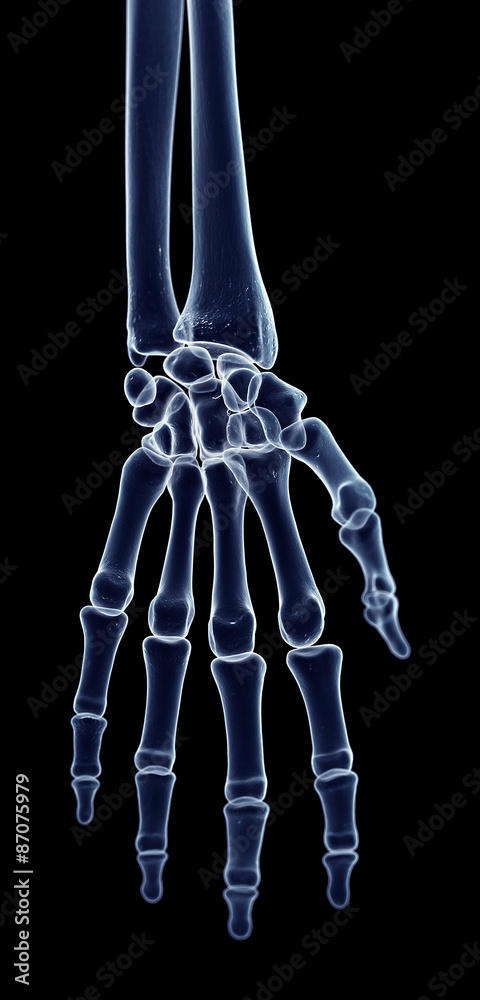 accurate medical illustration of the hand. Stock Illustration | Adobe Stock