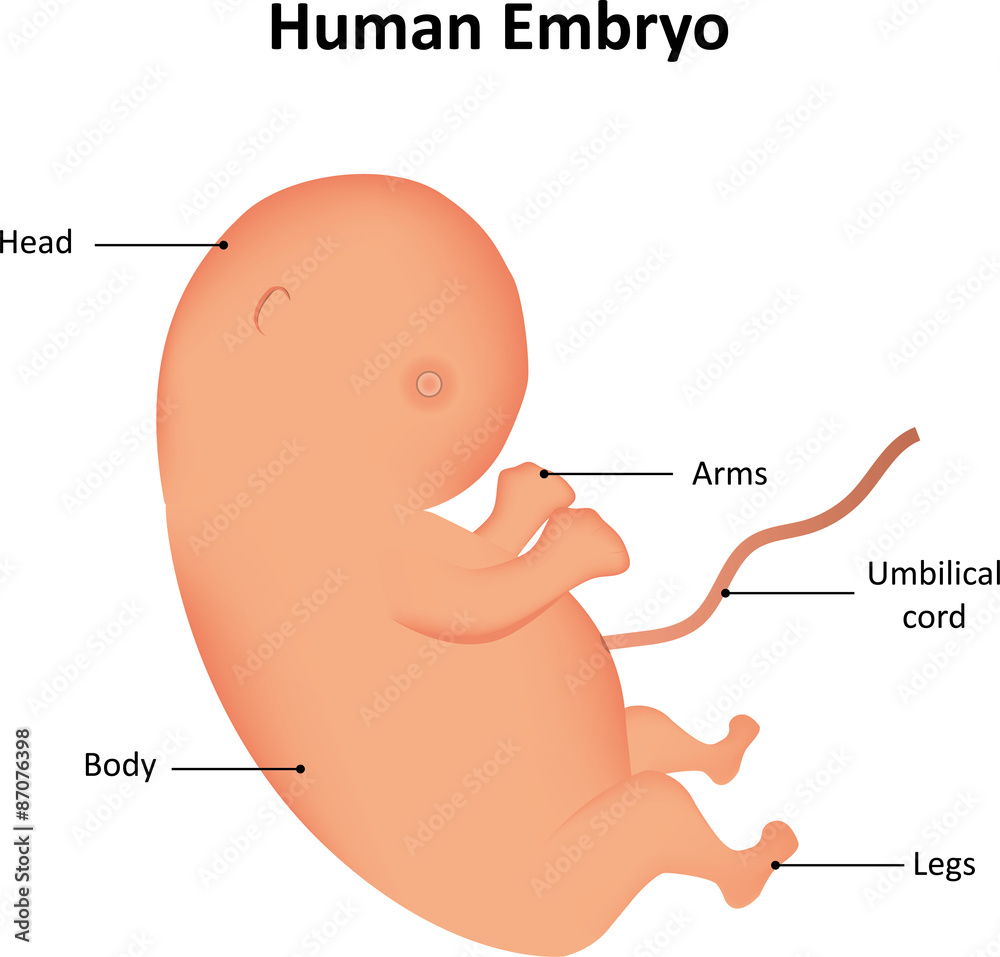 Human Embryo Diagram