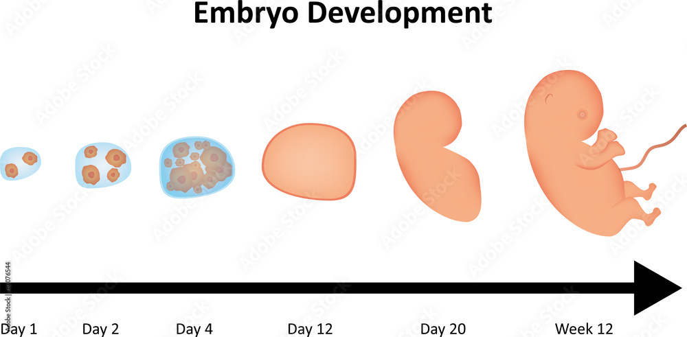 Embryo Development with Labels Stock Vector | Adobe Stock