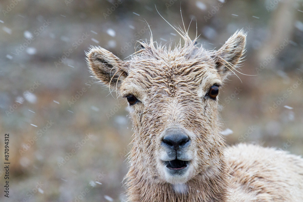 Having A Bad Day Lamb