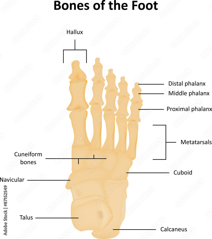 Bones of the Foot Labeled Stock Illustration | Adobe Stock