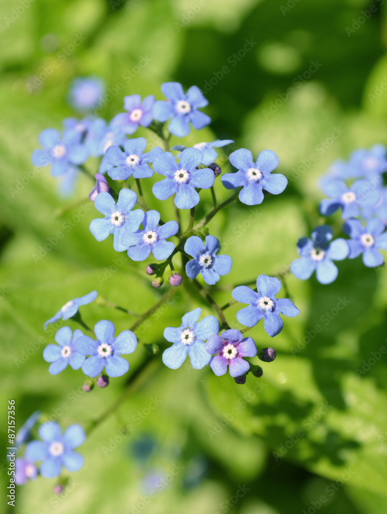 Blue Jack Frost flowers, also known as False Forget-me-not. Siberian ...